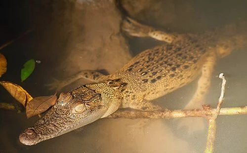 Finding Nemo (Reptile Style) | Animals Wiki | Fandom