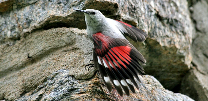 Wallcreeper | Animals Wiki | Fandom