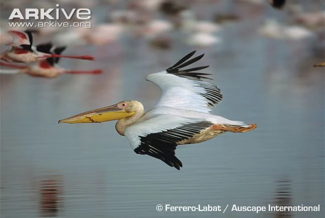 Category:Pelicans | Animals Wiki | Fandom