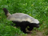 Category:NatureRules1 | Animals Wiki | Fandom