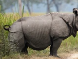 Category:NatureRules1 | Animals Wiki | Fandom