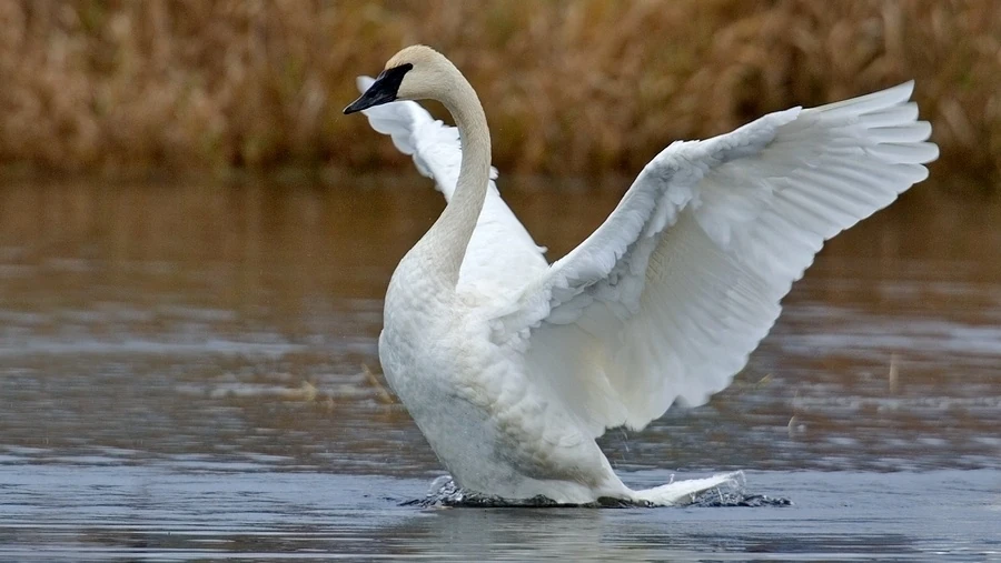 Trumpeter Swan | Animals Wiki | Fandom