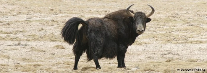 Wild Yak | Animals Wiki | Fandom