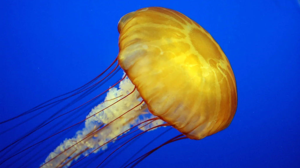 Atlantic Sea Nettle | Animals Wiki | Fandom