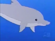 Bottlenose Dolphin | Animals Wiki | Fandom