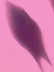 Australian Grey Smooth-Hound | Animals Wiki | Fandom