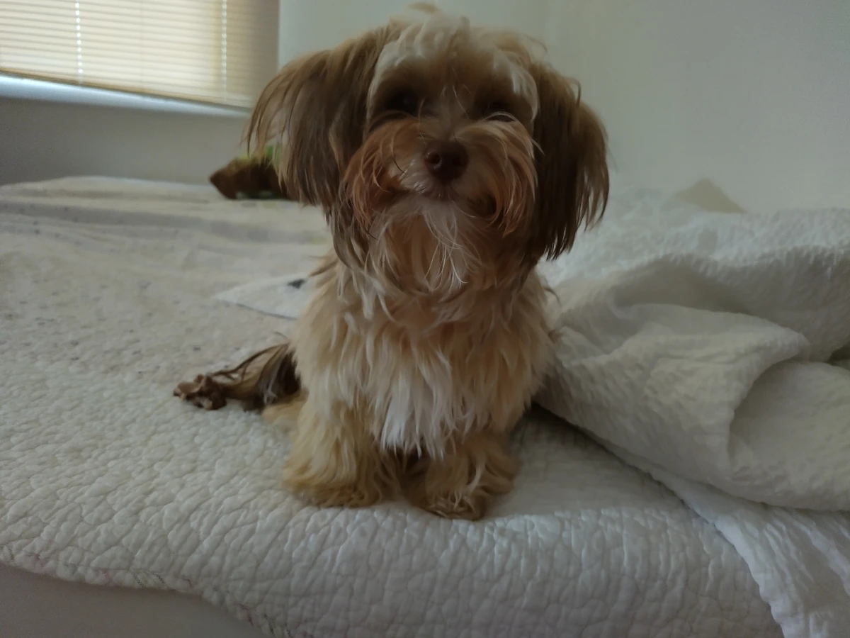 Nico | Animals Wiki | Fandom