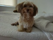 Nico | Animals Wiki | Fandom