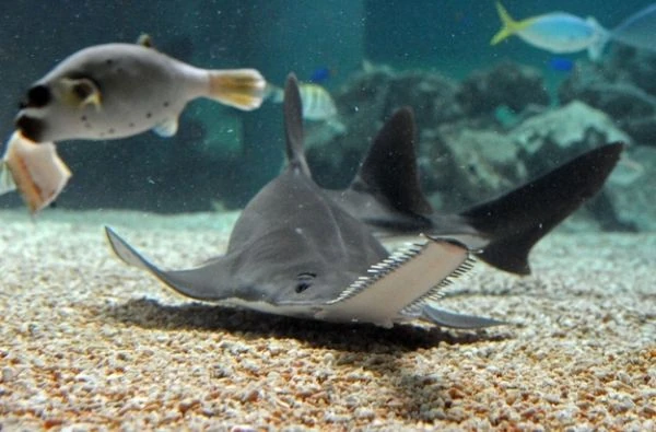 Common Sawfish | Animals Wiki | Fandom