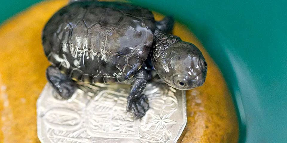 Western Swamp Tortoise | Animals Wiki | Fandom