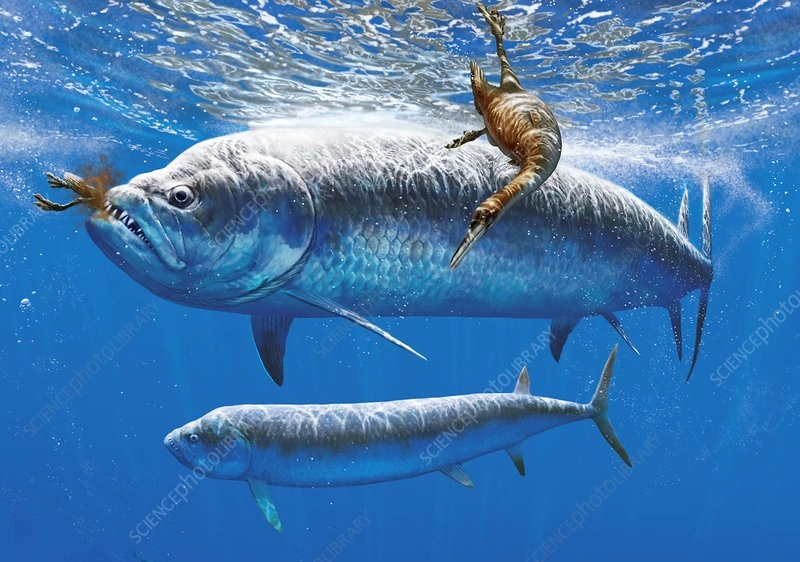 Xiphactinus | Animals Wiki | Fandom