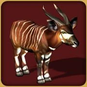 Bongo | Animals Wiki | Fandom