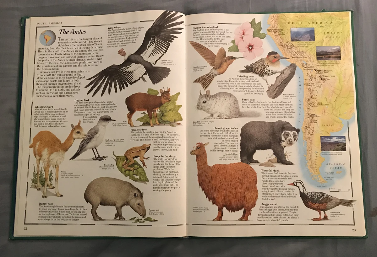 Dark-Faced Ground Tyrant | Animals Wiki | Fandom