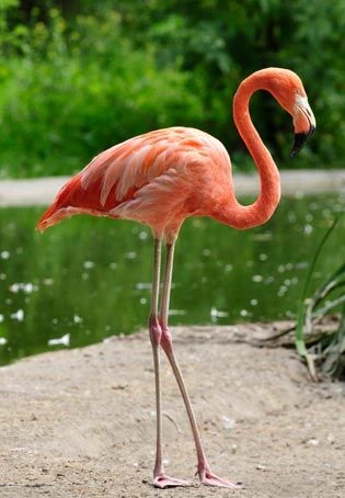 American Flamingo | Animals Wiki | Fandom
