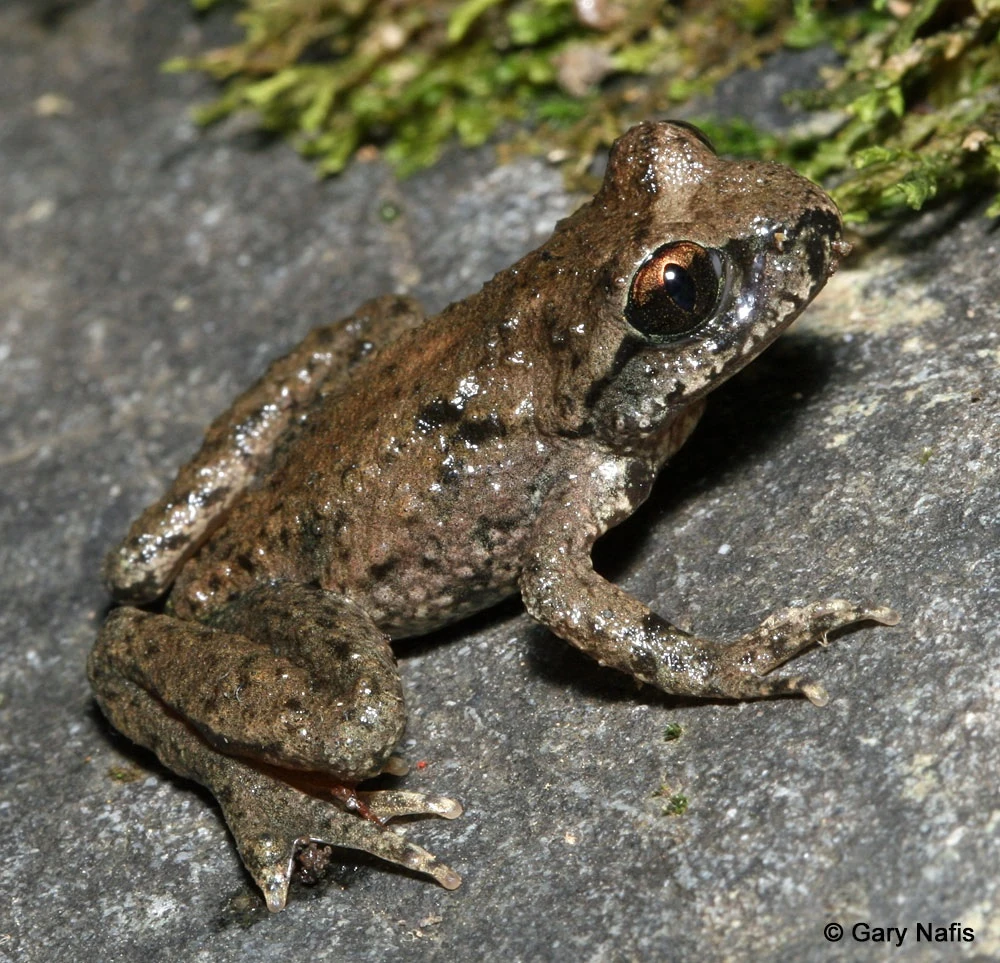 Coastal Tailed Frog | Animals Wiki | Fandom
