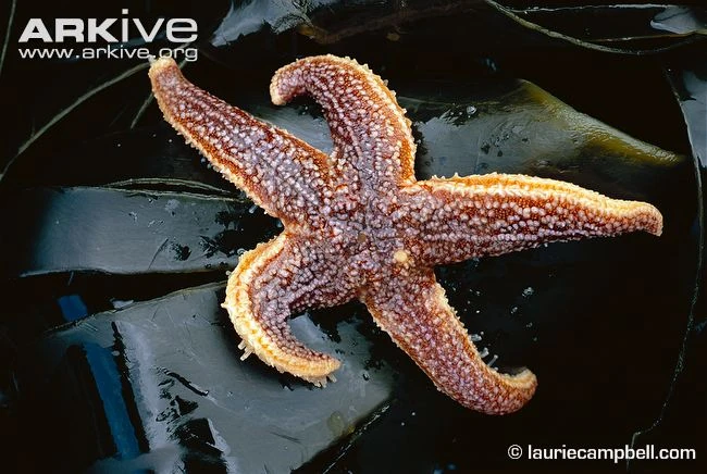 Common Starfish | Animals Wiki | Fandom
