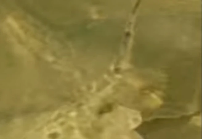 Atlantic Stingray | Animals Wiki | Fandom