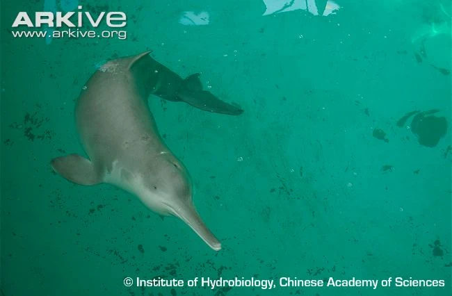 Baiji | Animals Wiki | Fandom