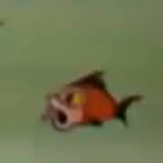 Antarctic Deep-Sea Smelt | Animals Wiki | Fandom