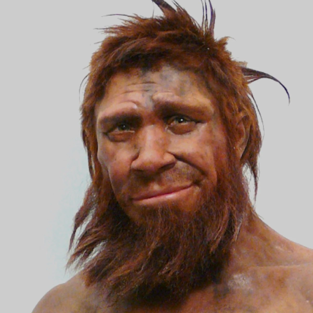 Neanderthal | Animals Wiki | Fandom
