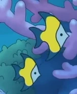 Clipperton Angelfish | Animals Wiki | Fandom