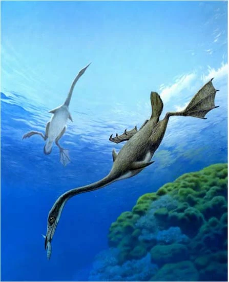 Baptornis | Animals Wiki | Fandom