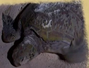 Central American Snapping Turtle | Animals Wiki | Fandom