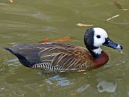 Open Season Series (NatureRules1 Version) | Animals Wiki | Fandom