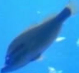 Castelnau's Jawfish | Animals Wiki | Fandom