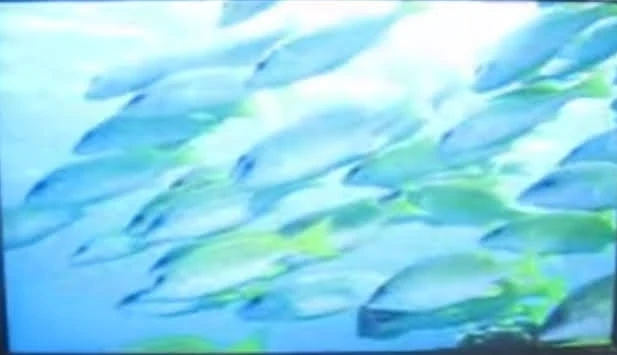 African Brown Snapper | Animals Wiki | Fandom