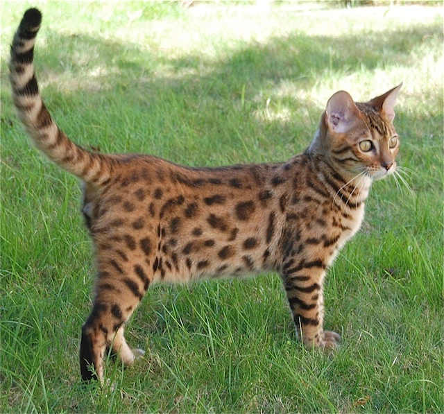 Bengal Cat | Animals Wiki | Fandom