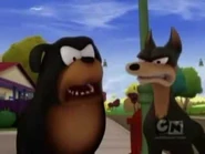 Rottweiler | Animals Wiki | Fandom