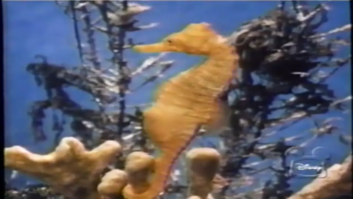 Lined Seahorse | Animals Wiki | Fandom