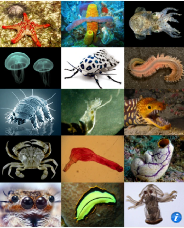 Animalia | Animals Wiki | Fandom