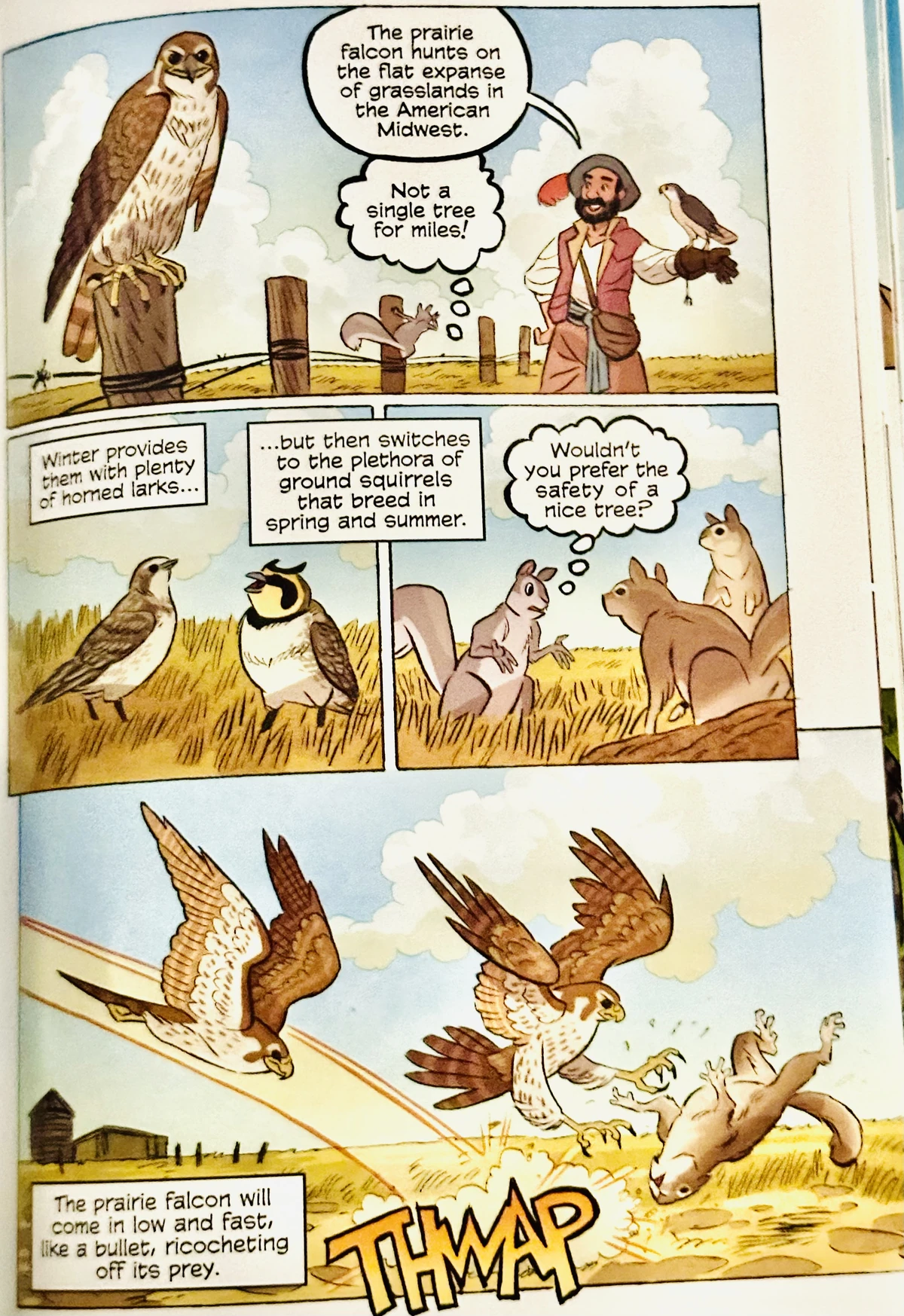 Prairie Falcon | Animals Wiki | Fandom