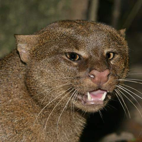 Jaguarundi | Animals Wiki | Fandom