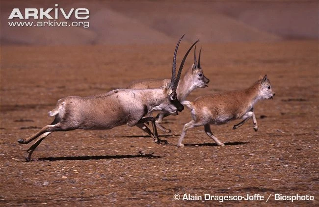 Tibetan Antelope | Animals Wiki | Fandom