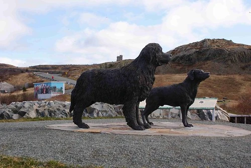 Newfoundland | Animals Wiki | Fandom