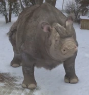 Megacerops | Animals Wiki | Fandom