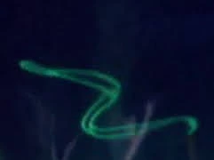 Promissum | Animals Wiki | Fandom