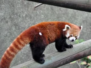 Styan's Red Panda | Animals Wiki | Fandom