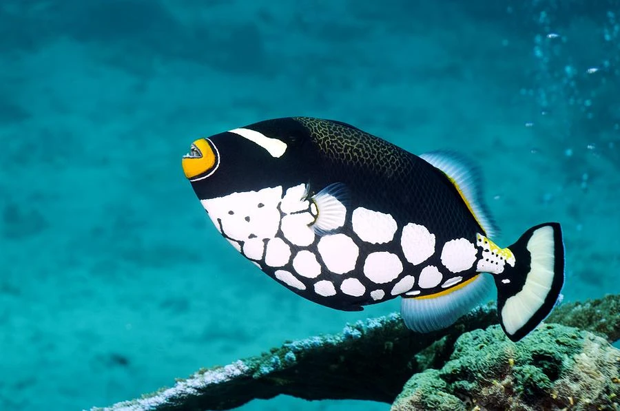 Clown Triggerfish | Animals Wiki | Fandom