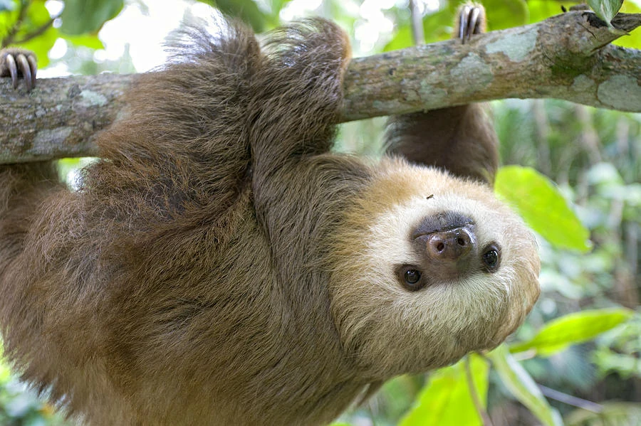Hoffmann's Two-toed Sloth | Animals Wiki | Fandom