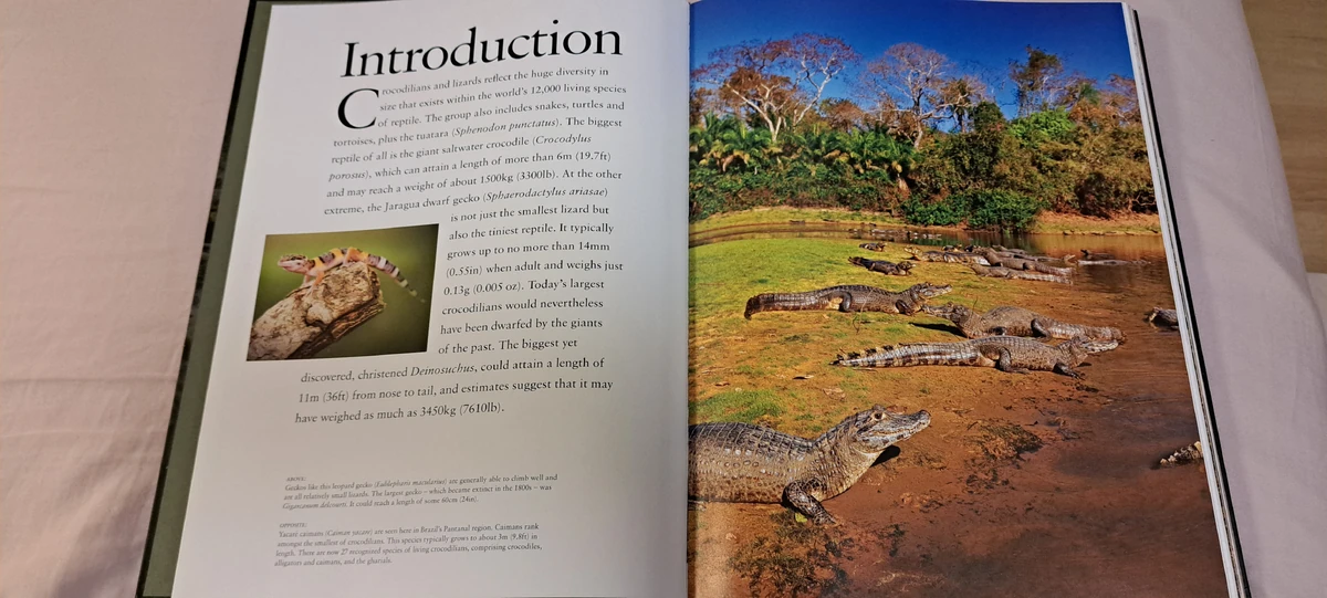List of Species in Crocodiles, Alligators and Lizards | Animals Wiki ...