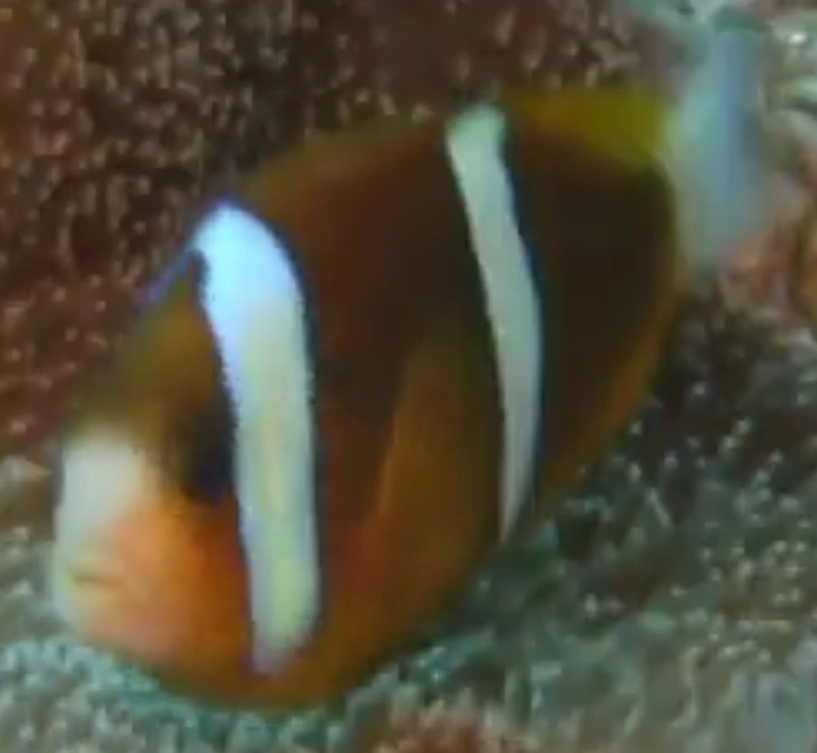 Barrier Reef Clownfish | Animals Wiki | Fandom