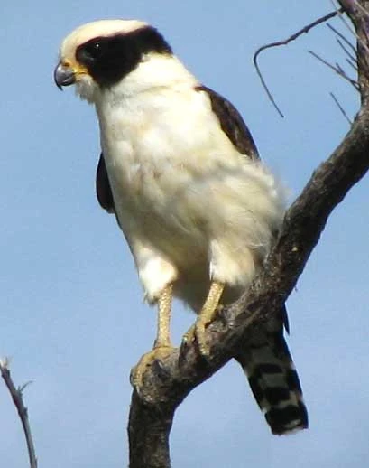 Laughing Falcon | Animals Wiki | Fandom