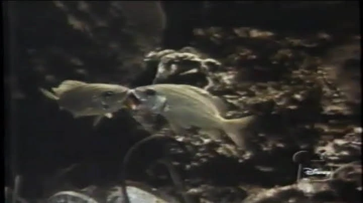 French Grunt | Animals Wiki | Fandom