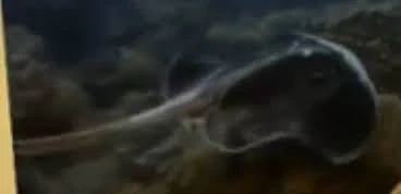 Mangrove Whipray | Animals Wiki | Fandom