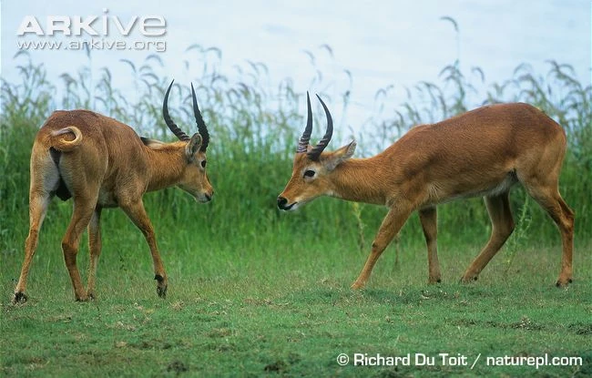 Puku | Animals Wiki | Fandom