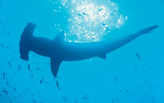 Great Hammerhead | Animals Wiki | Fandom